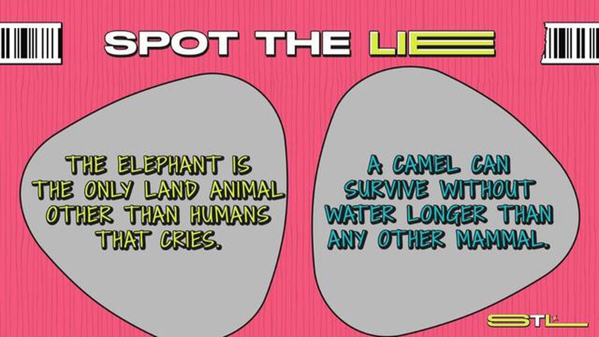 Spot The Lie | Trivia | Download Youth Ministry Spot The Lie | Trivia | Download Youth Ministry